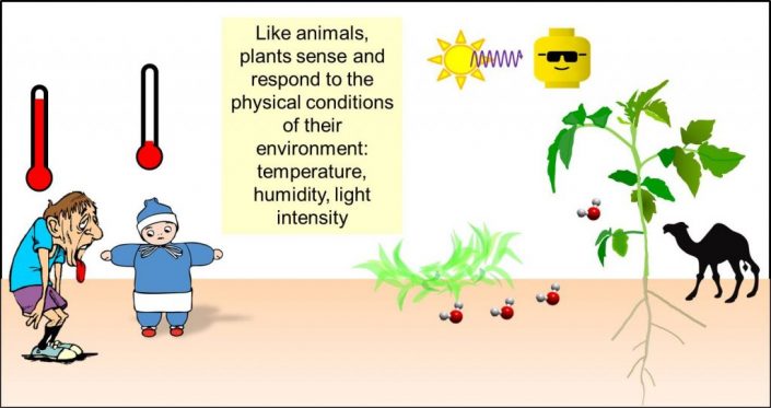 From LUCA to Lily: 12 perspectives for teaching about plants | Plantae