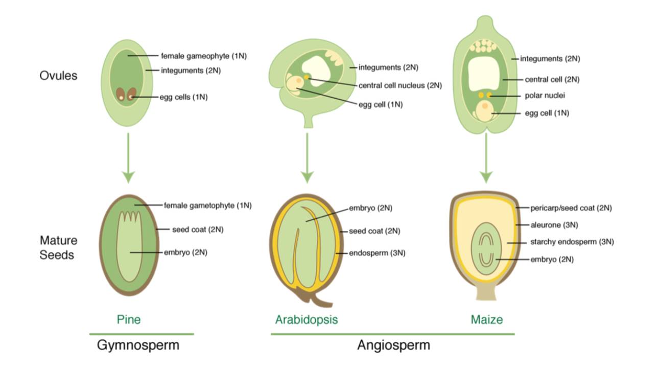 Plantae Review Endosperm And Imprinting Plantae