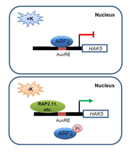Transcriptional repression of K+ uptake by ARF2 | Plantae