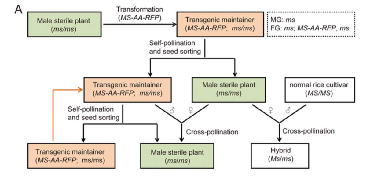 Construction of a male sterility system for hybrid rice production via ...