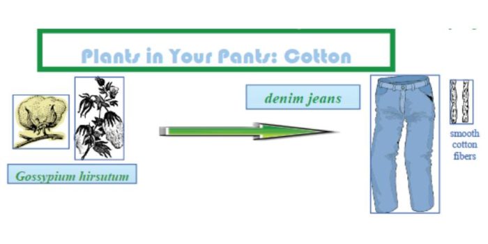 Plants in Your Pants, Genes in Your Jeans | Plantae