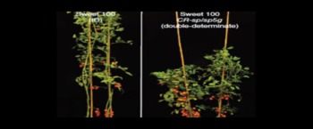 Gene editing to produce doubly-determinate, early-yielding tomatoes ...