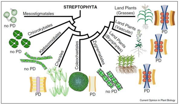 Review: Plasmodesmata, pores between cells ($) | Plantae