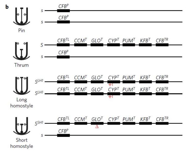 Genetic basis of primrose floral dimorphism | Plantae
