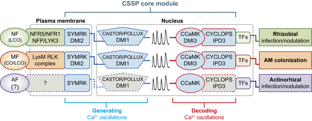 Review: Nuclear Ca2+ signaling in endosymbiosis | Plantae