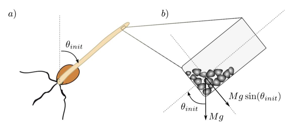 Inclination, not force, is detected in shoot gravitropism | Plantae