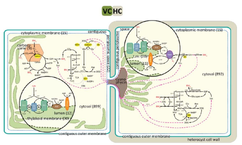 Two-cell metabolism in multicellular cyanobacteria ($) | Plantae