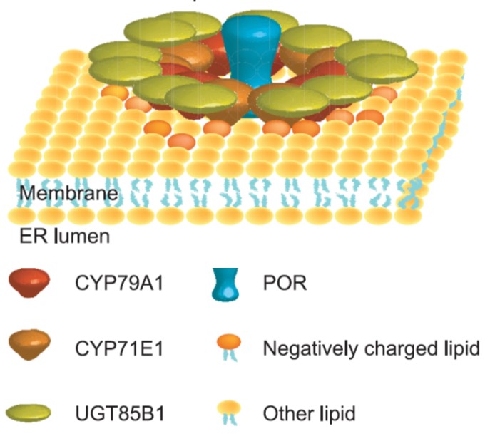 Clustering of sorghum defense-compound dhurrin proteins into a ...