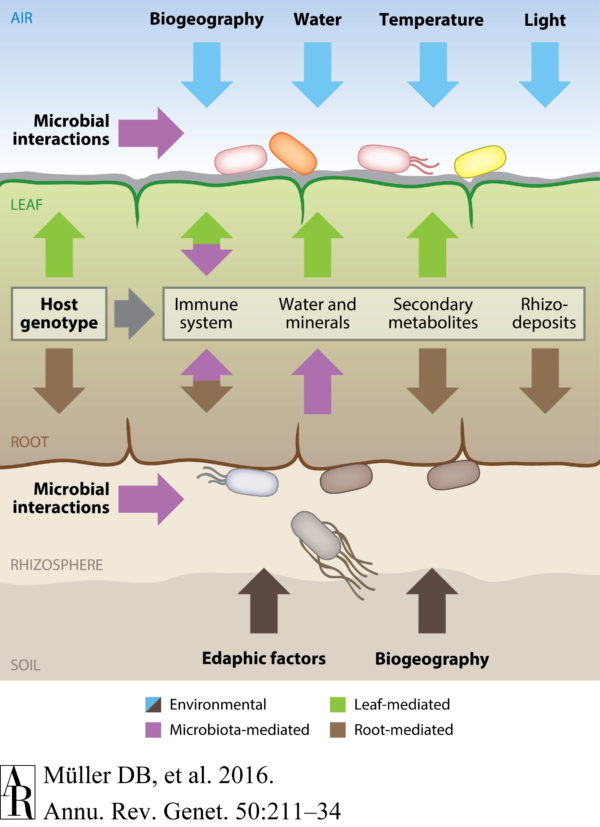 Review: The Plant Microbiota: Systems-Level Insights and Perspectives ...
