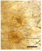 Evolutionary origins of stomata ($) | Plantae