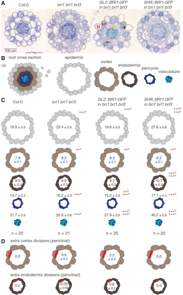 Brassinosteroid signaling directs formative cell divisions and ...
