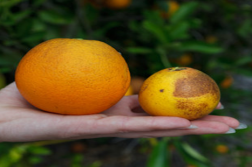 A Race to Save the Orange by Altering Its DNA | Plantae