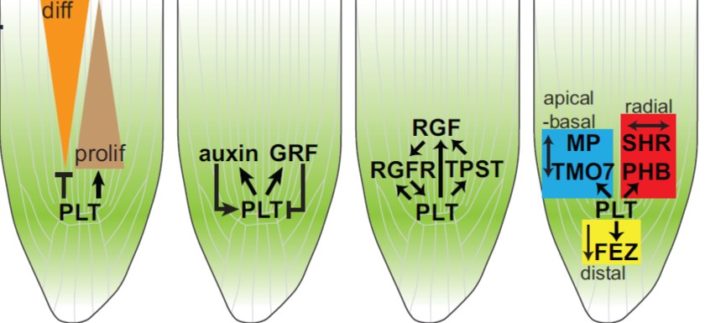 The PLETHORA Gene Regulatory Network Guides Growth and Cell ...