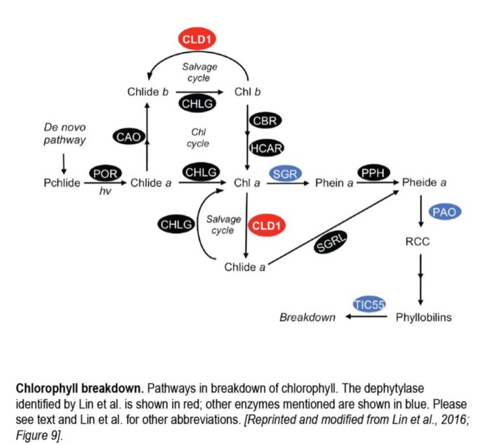 It was a Great, Green Year: Identification of a Chlorophyll Dephytylase ...