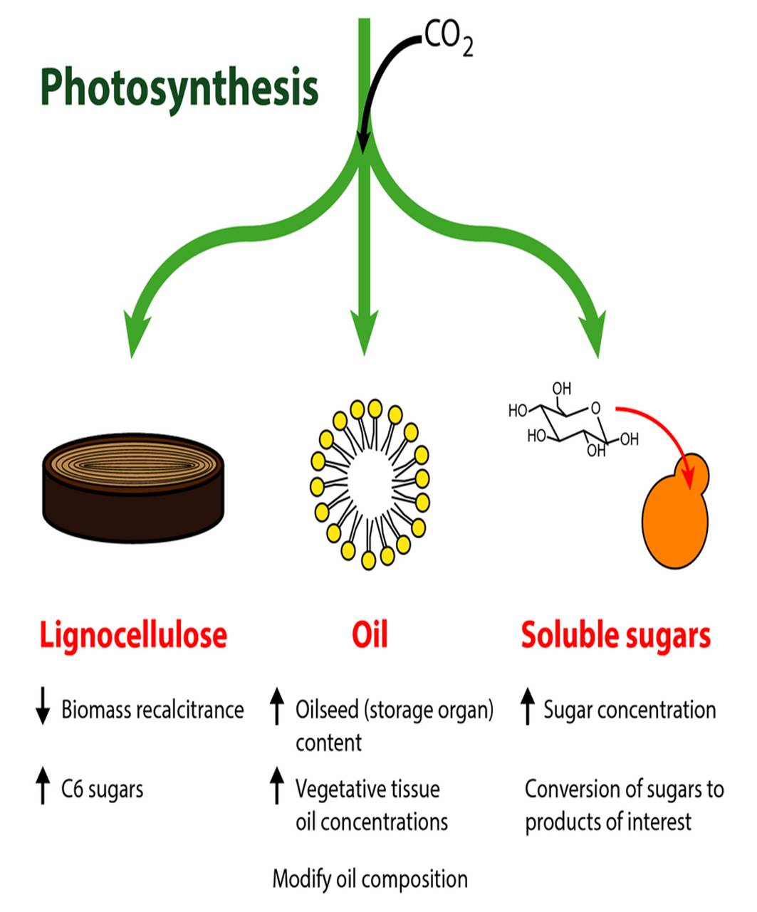 Review: Biotechnology and synthetic biology approaches for metabolic ...