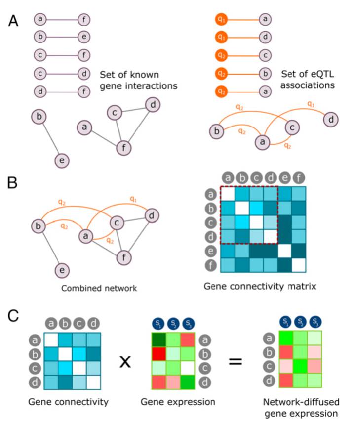Network-based integration of systems genetics data reveals ...