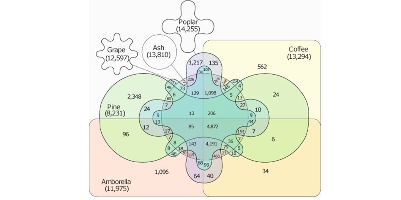 Genome sequence and genetic diversity of European ash trees | Plantae