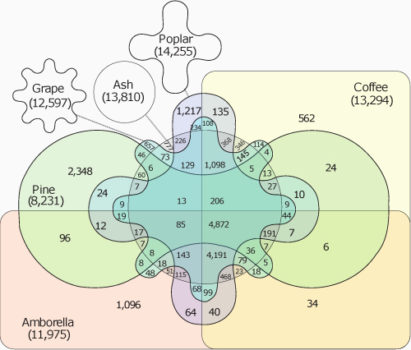 Genome sequence and genetic diversity of European ash trees | Plantae
