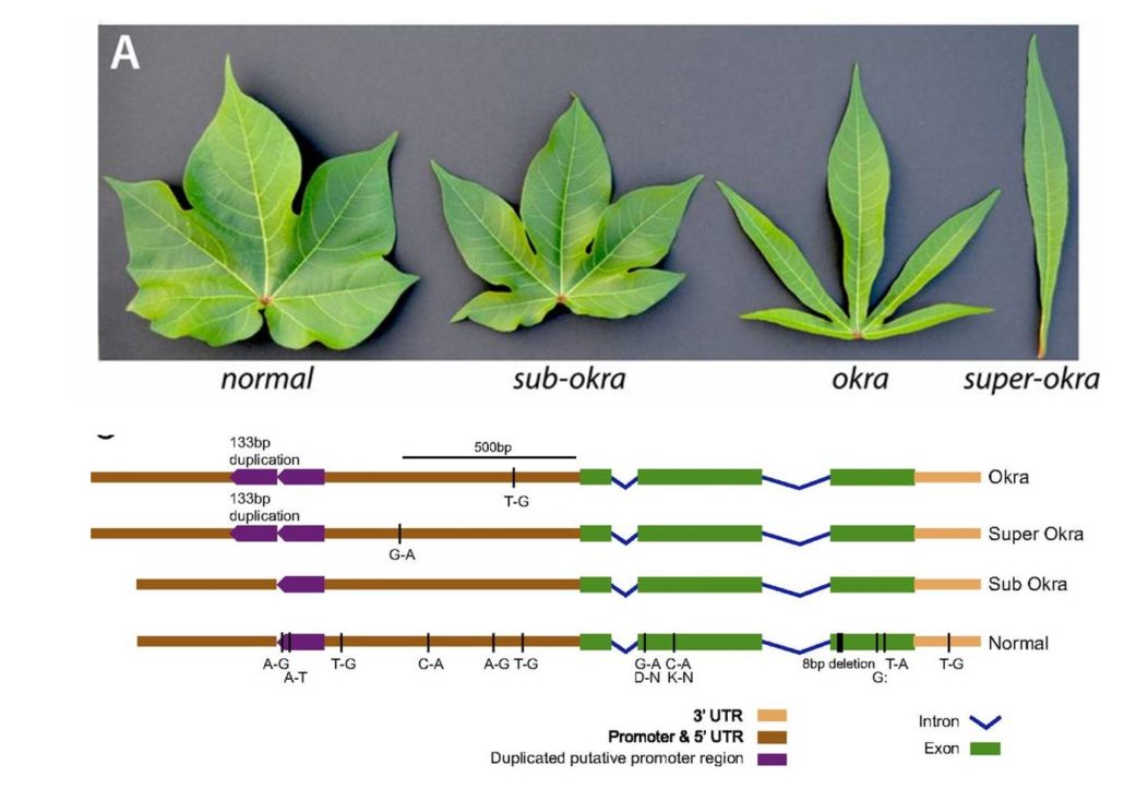 Homeodomain protein underpins leaf shape variation in cotton ($) | Plantae Homeodomain protein underpins leaf shape variation in cotton ($) | Plantae