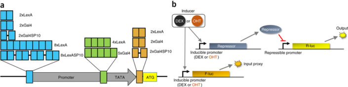 Quantitative characterization of genetic parts and circuits for plant ...