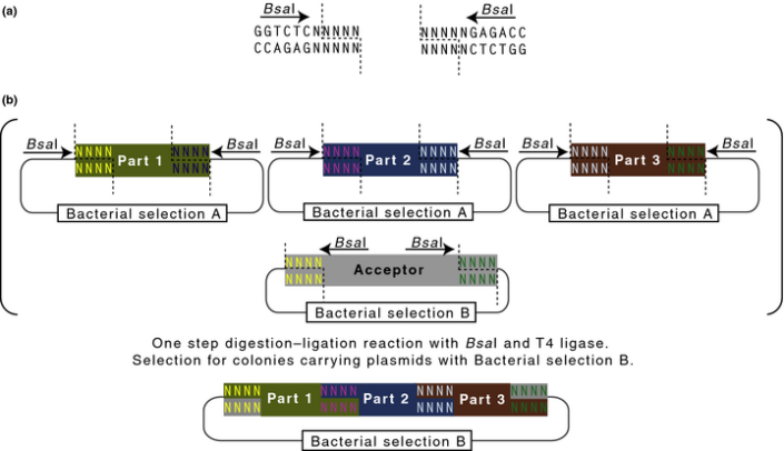 Viewpoints: Standards for plant synthetic biology: a common syntax for ...