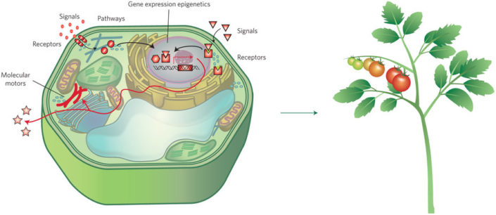 Review: Plant synthetic biology for molecular engineering of signalling ...
