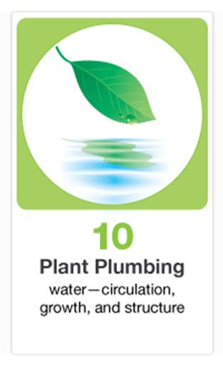 12 inquiry-based labs to explore the 12 principles of plant biology ...