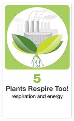 12 inquiry-based labs to explore the 12 principles of plant biology ...