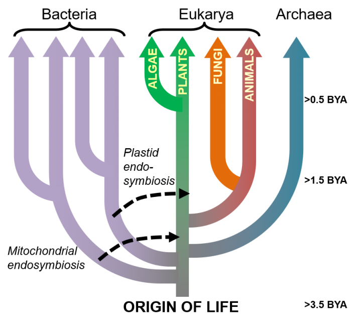 From LUCA to Lily: 12 perspectives for teaching about plants | Plantae