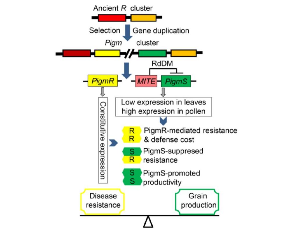 Two clustered NLR genes with opposing functions in rice blast ...
