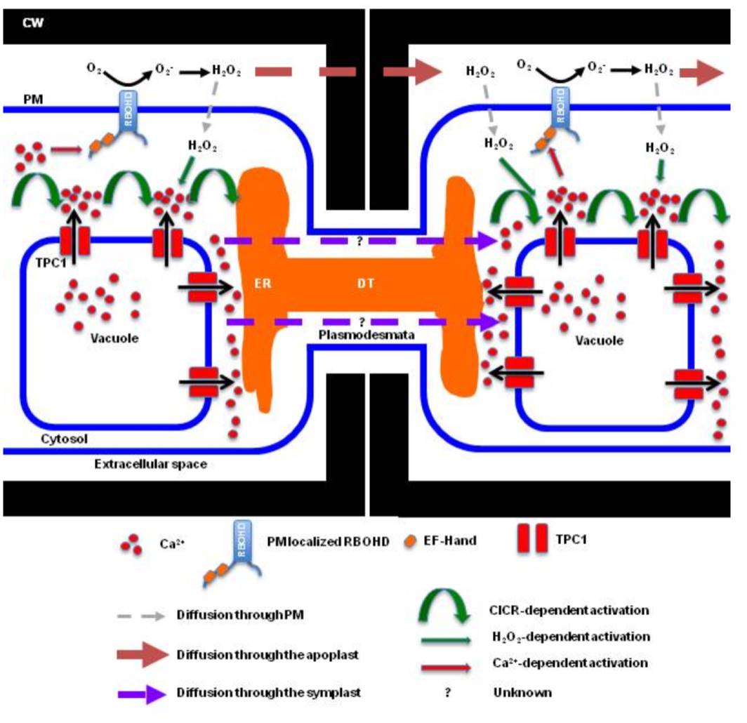 Review: Rapid long-distance signaling with Ca2+, ROS and electrical ...