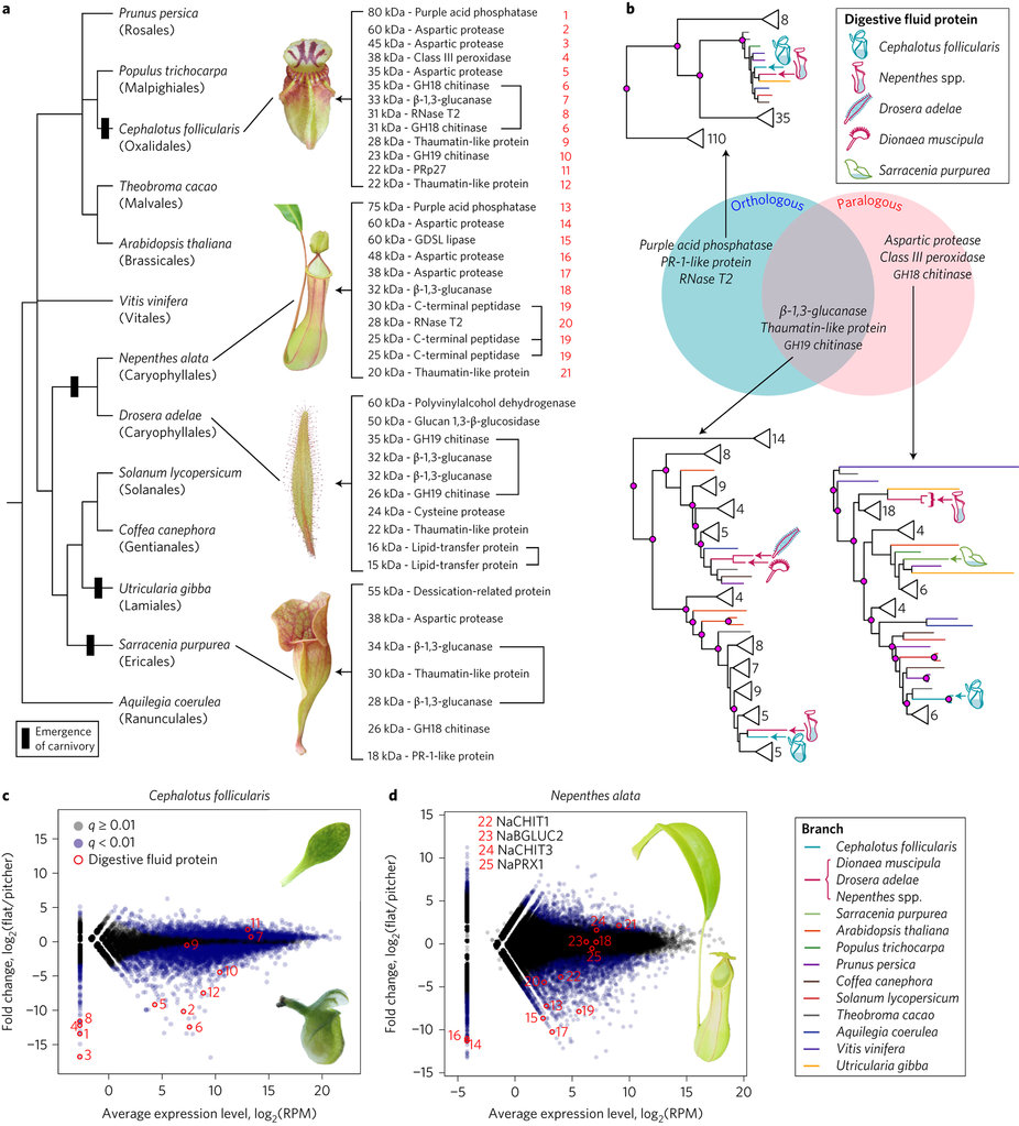 Convergence in the molecular basis of carnivory | Plantae