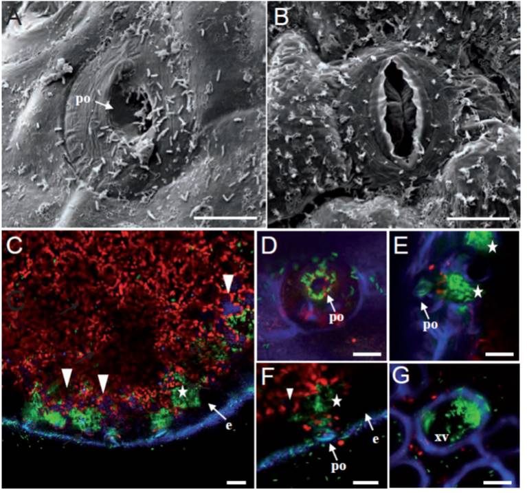 Immunity at hydathodes controls bacterial infection ($) | Plantae