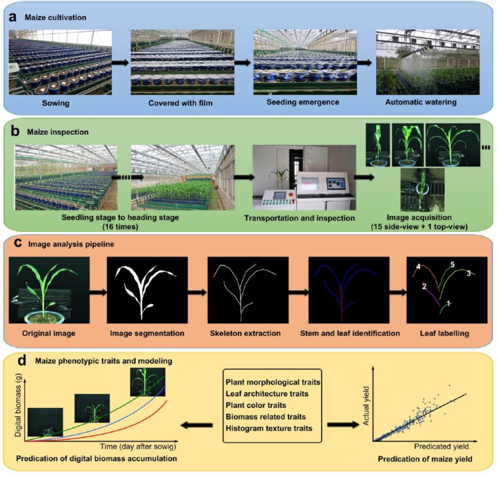 Breakthrough Technology: High-throughput phenotyping and QTL mapping of maize | Plantae
