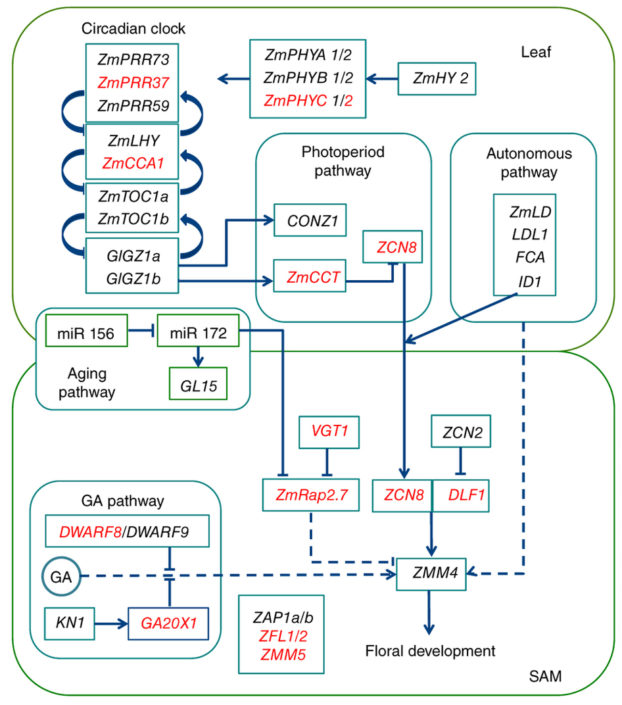 Allelic diversity underlying flowering-time adaptation in maize ...