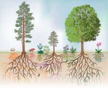 Review: Mycorrhizal ecology and evolution: the past, present and the ...