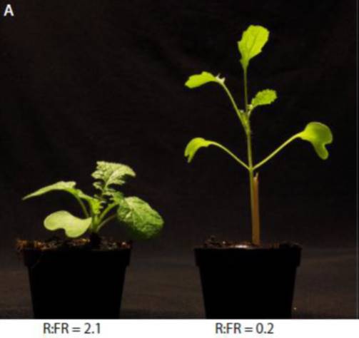 Three Reviews: Phytochrome, shade avoidance and far-red light ($) | Plantae