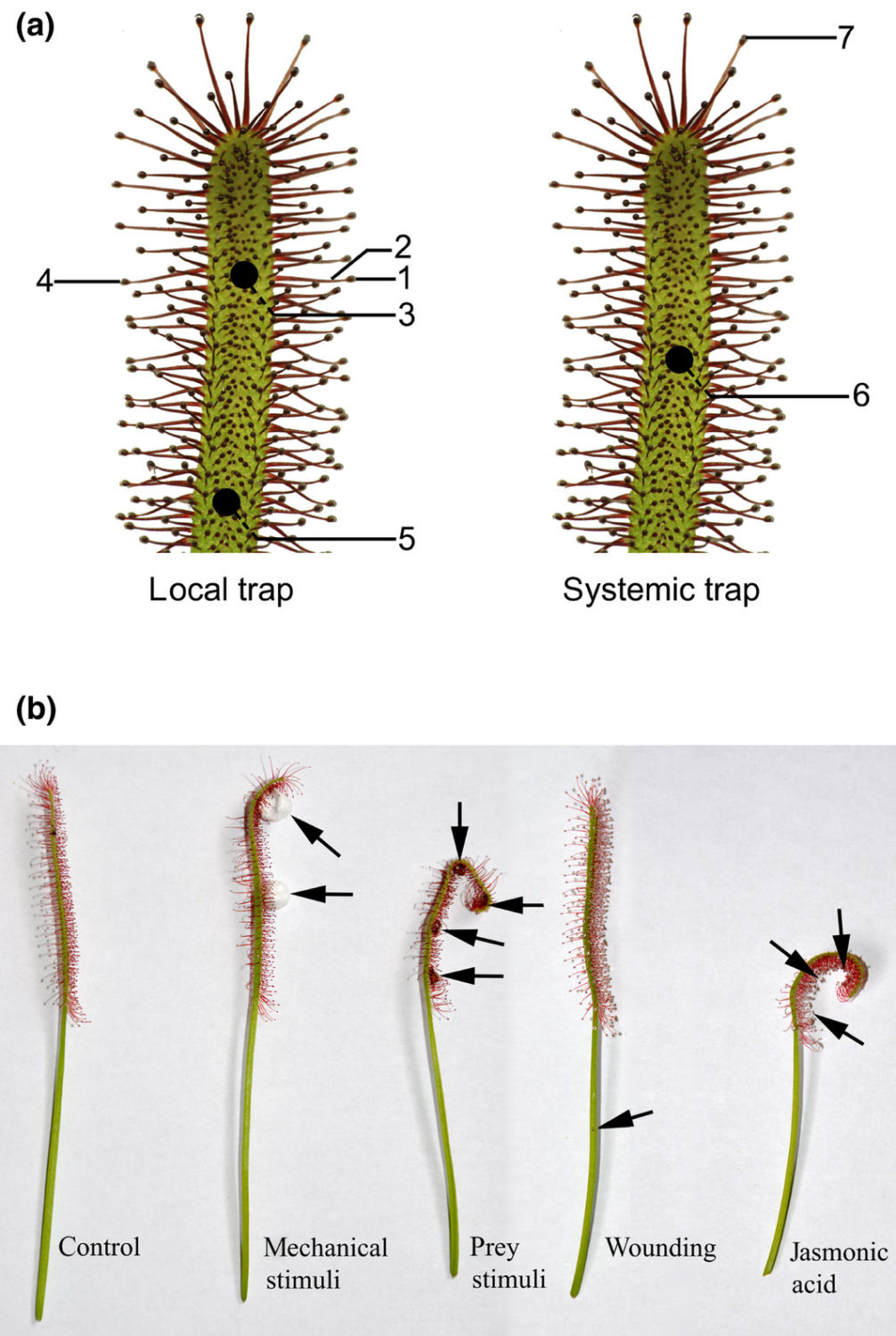 Electrical and hormonal signals of prey capture in sundew ($) | Plantae