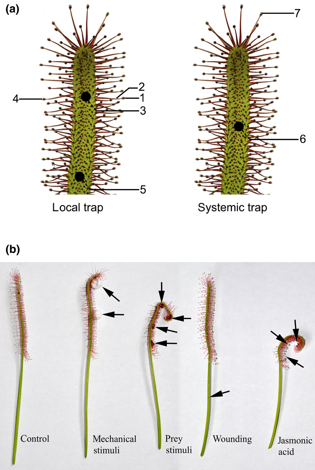 Electrical and hormonal signals of prey capture in sundew ($) | Plantae