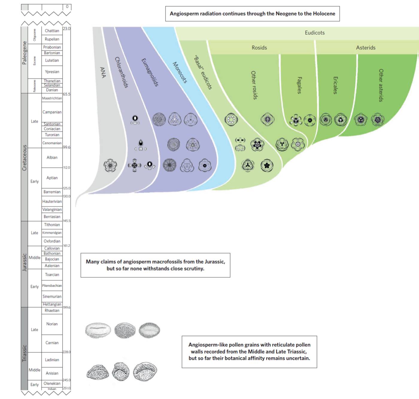 Review: Palaeobotanical redux: revisiting the age of the angiosperms ...