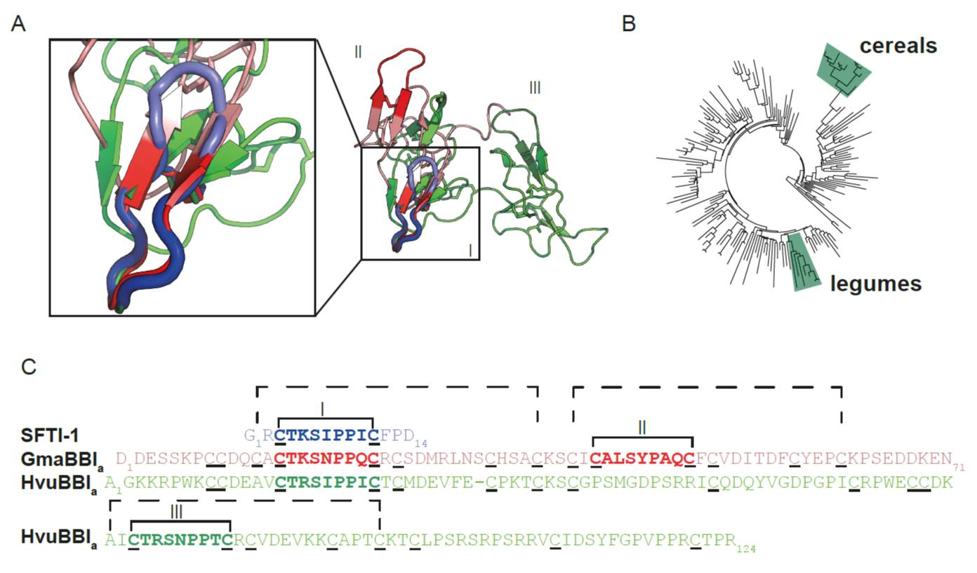 Evidence for Ancient Origins of Bowman-Birk Inhibitors from Selaginella ...