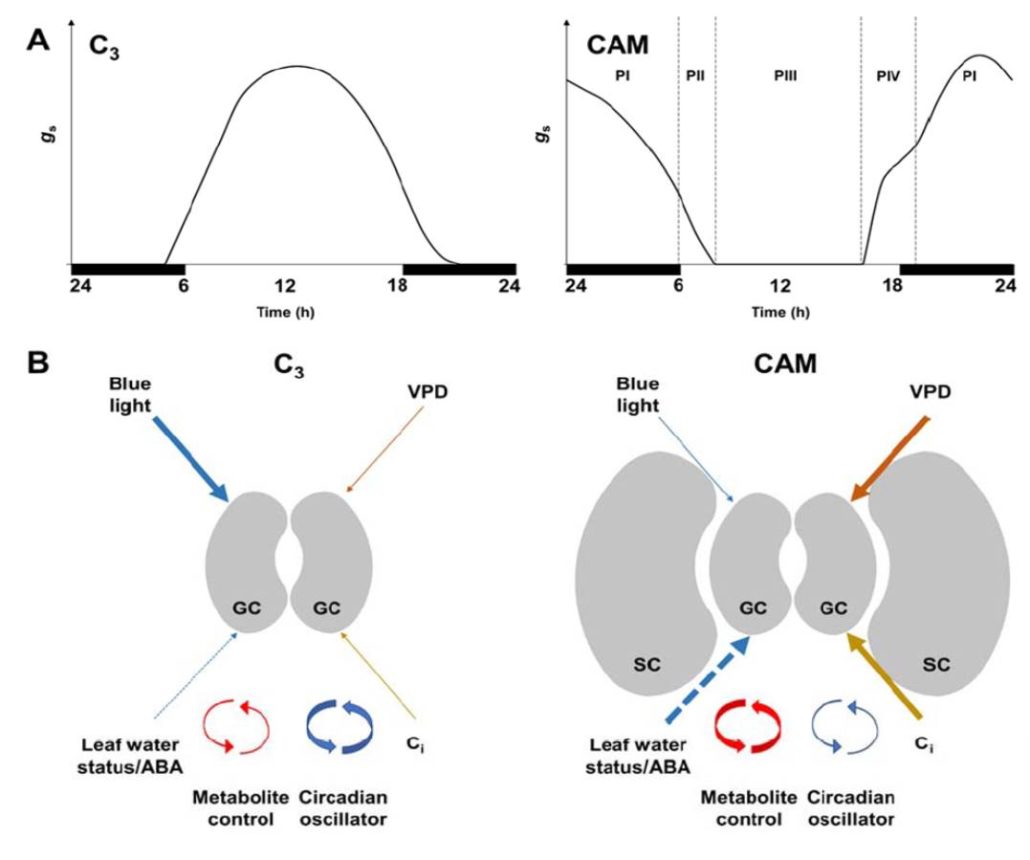 Update: Stomatal biology of CAM plants | Plantae