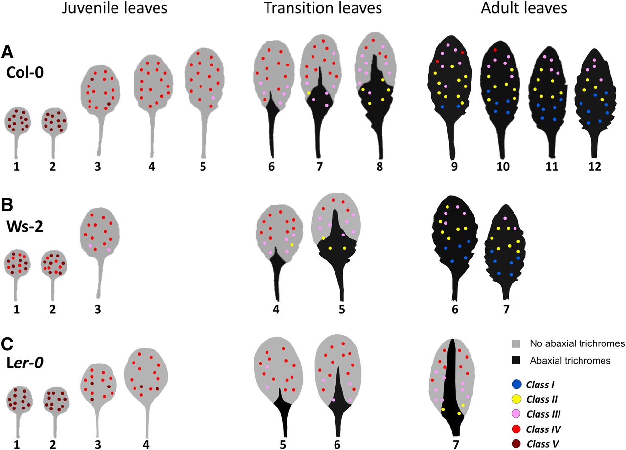 Heteroblastic Development of Transfer Cells: A Role for MicroRNA | Plantae