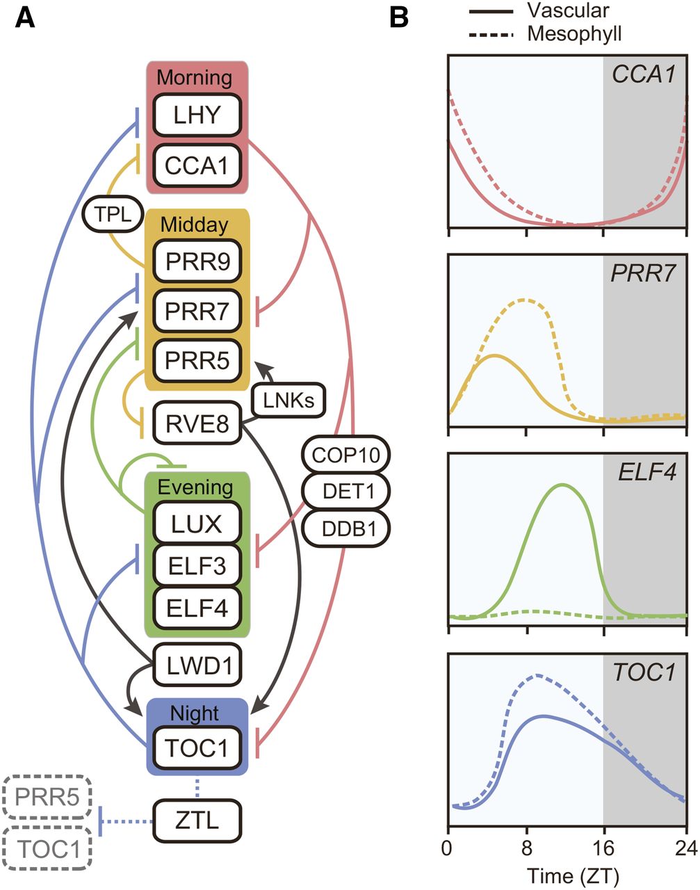 Update: Circadian Clock and Photoperiodic Flowering in Arabidopsis ...