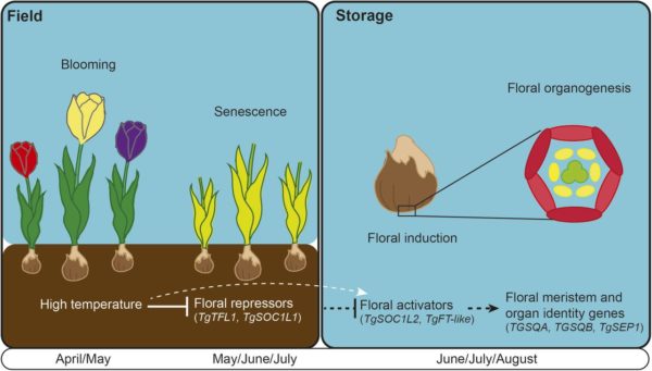 Toward Designing Tulips for a Warmer World | Plantae