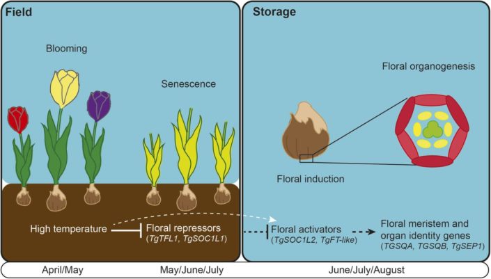 Toward Designing Tulips for a Warmer World | Plantae