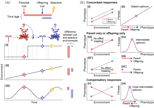 Review: Progeny responses to maternal vs progeny environmental cues ...