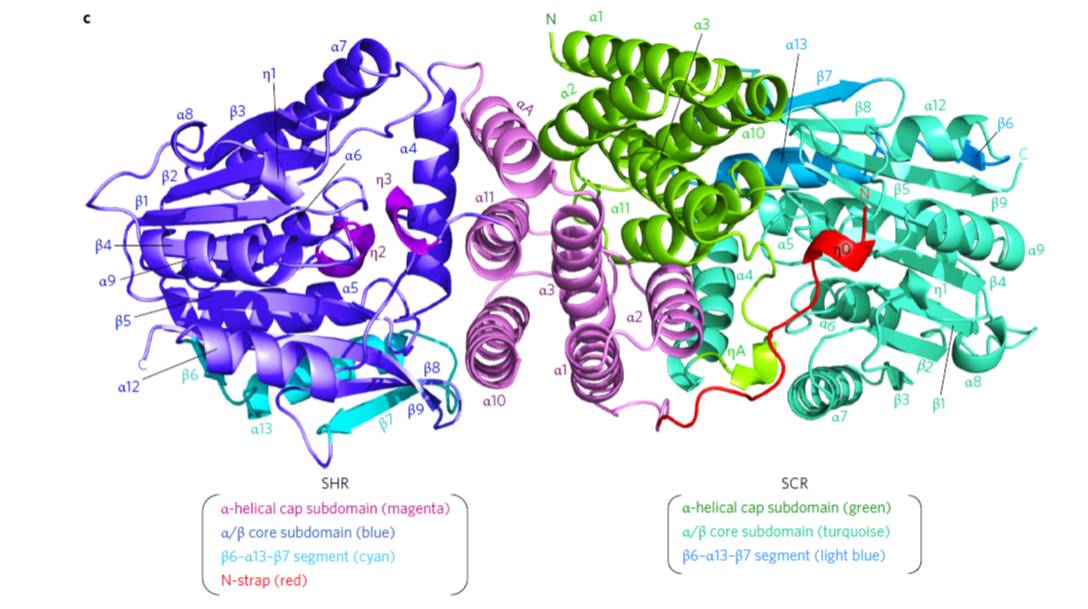 Structure of SHR–SCR heterodimer bound to BIRD/IDD transcriptional ...