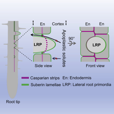 Role of LOTR1 in Nutrient Transport ($) | Plantae