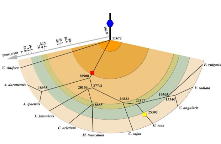 Hierarchically aligning 10 legume genomes establishes a family-level ...